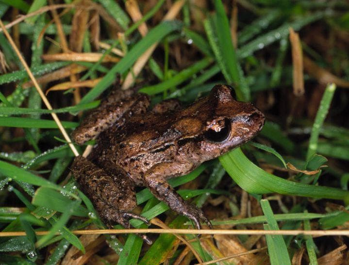 How Long The Oldest Members Of 16 Species Actually Lived