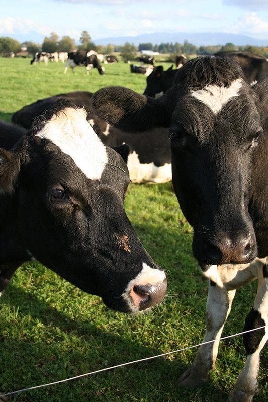 Wholesome Animal Facts That Made Us Say 'Aww'