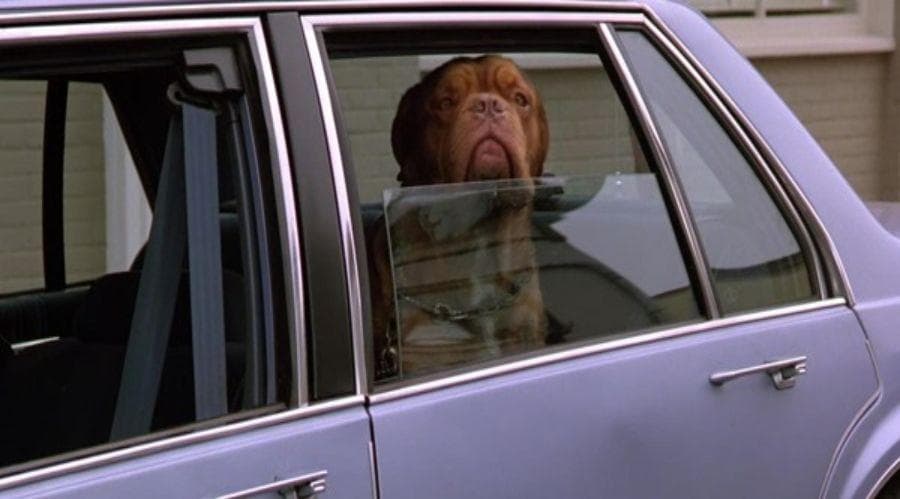 Things You Didn't Know About Famous Dog Actors