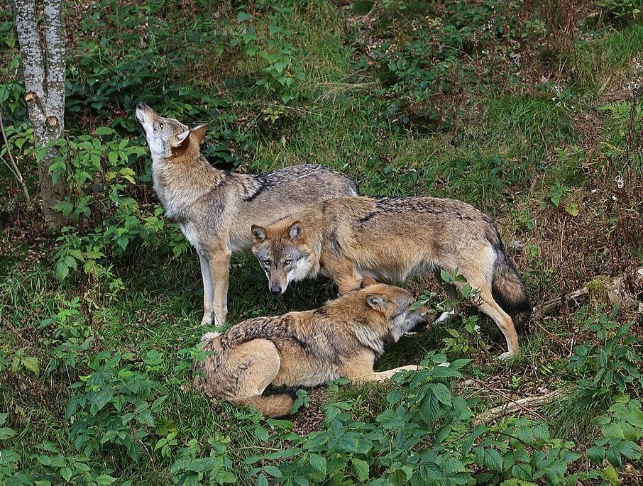 Way Out There History Facts