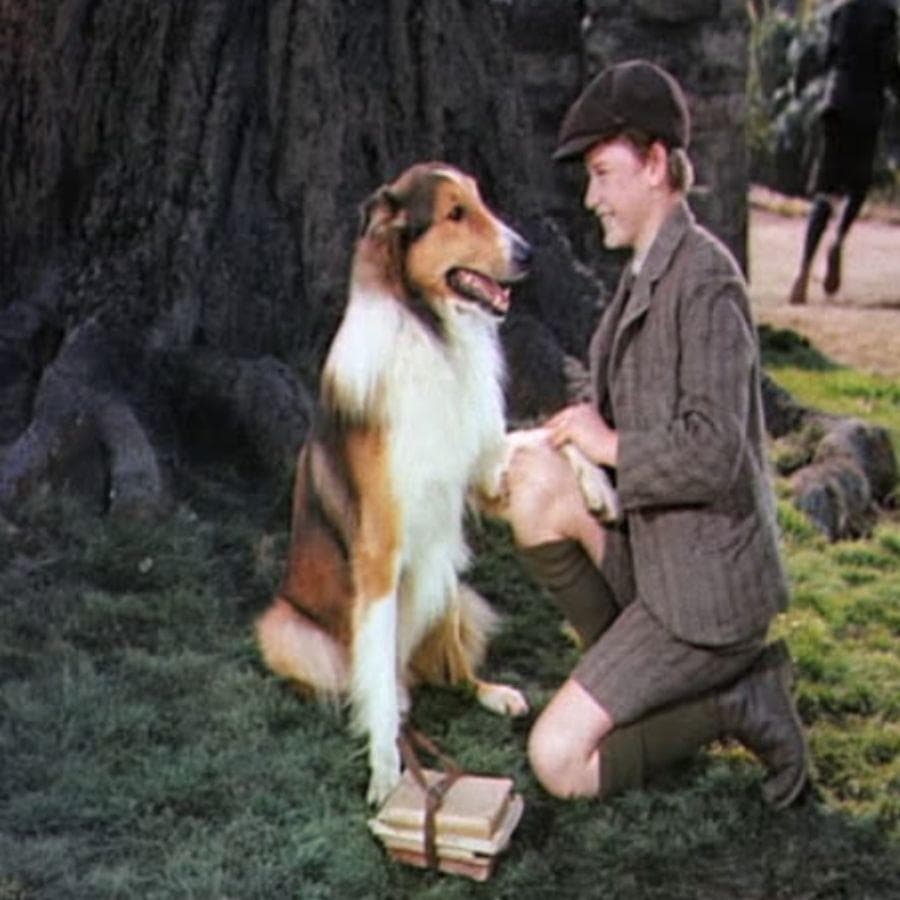 Things You Didn't Know About Famous Dog Actors