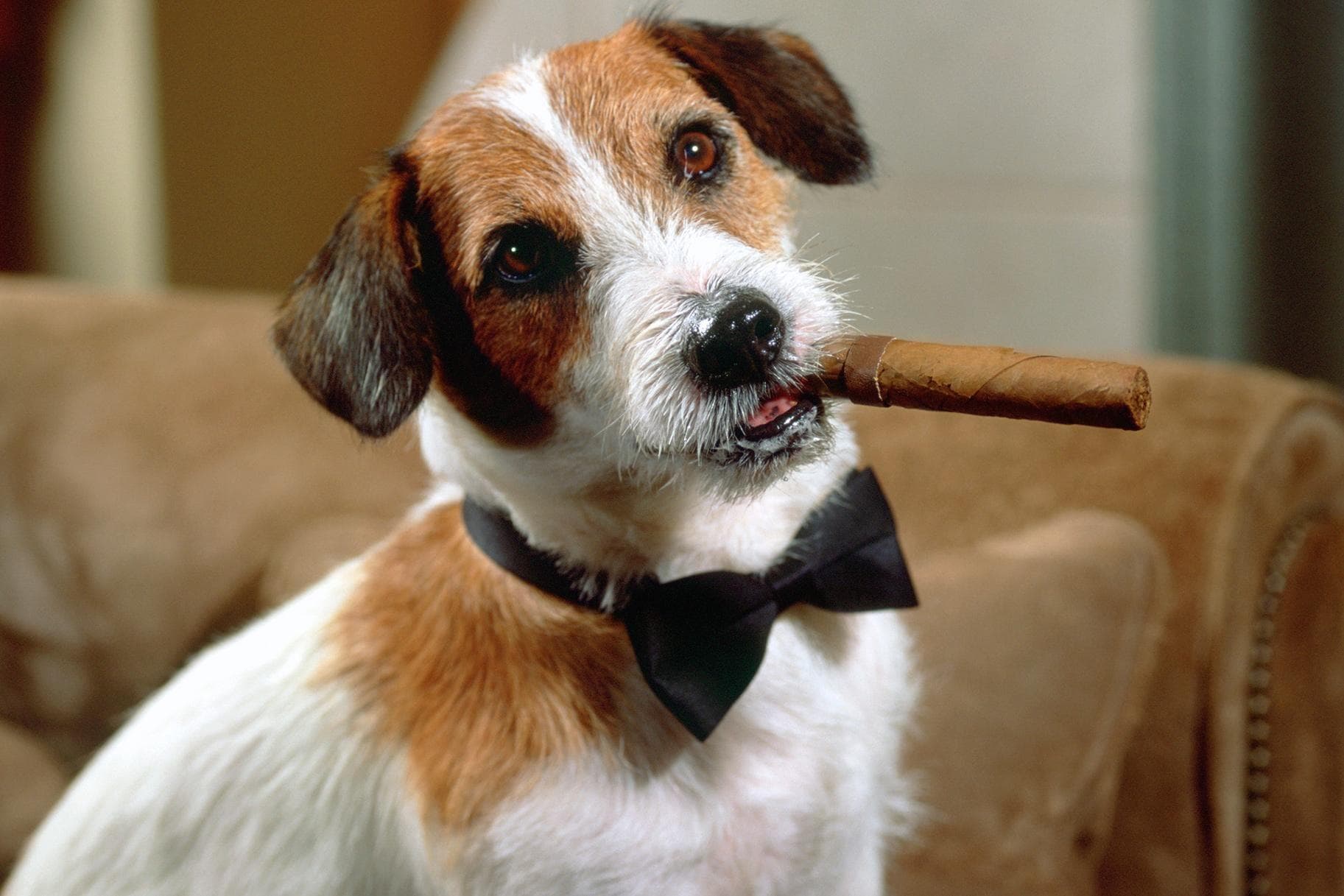 Things You Didn't Know About Famous Dog Actors