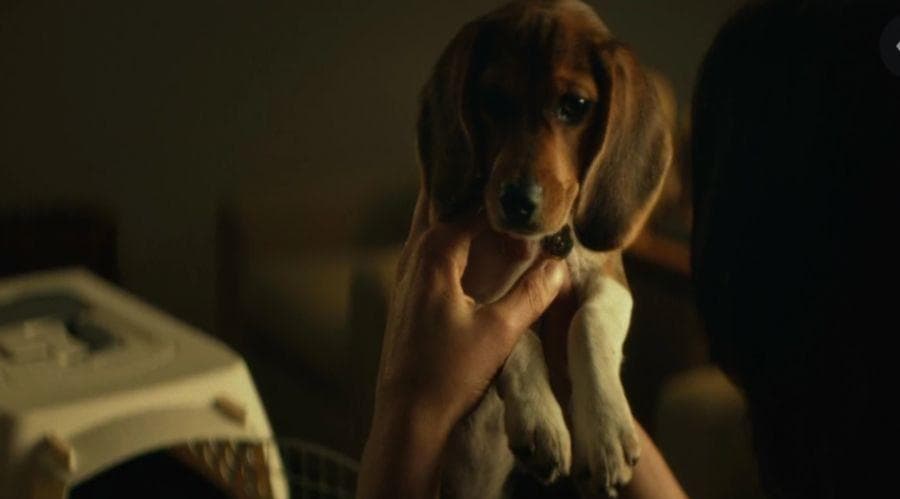 Things You Didn't Know About Famous Dog Actors