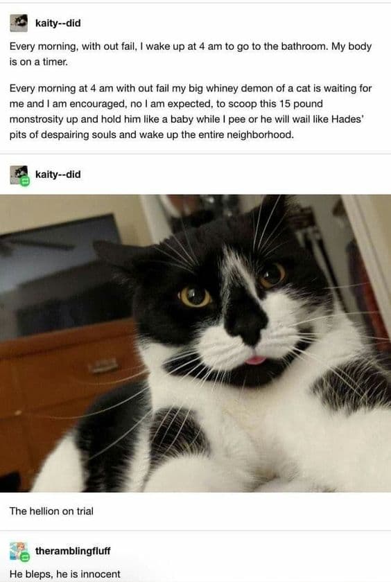 Tumblr Animals