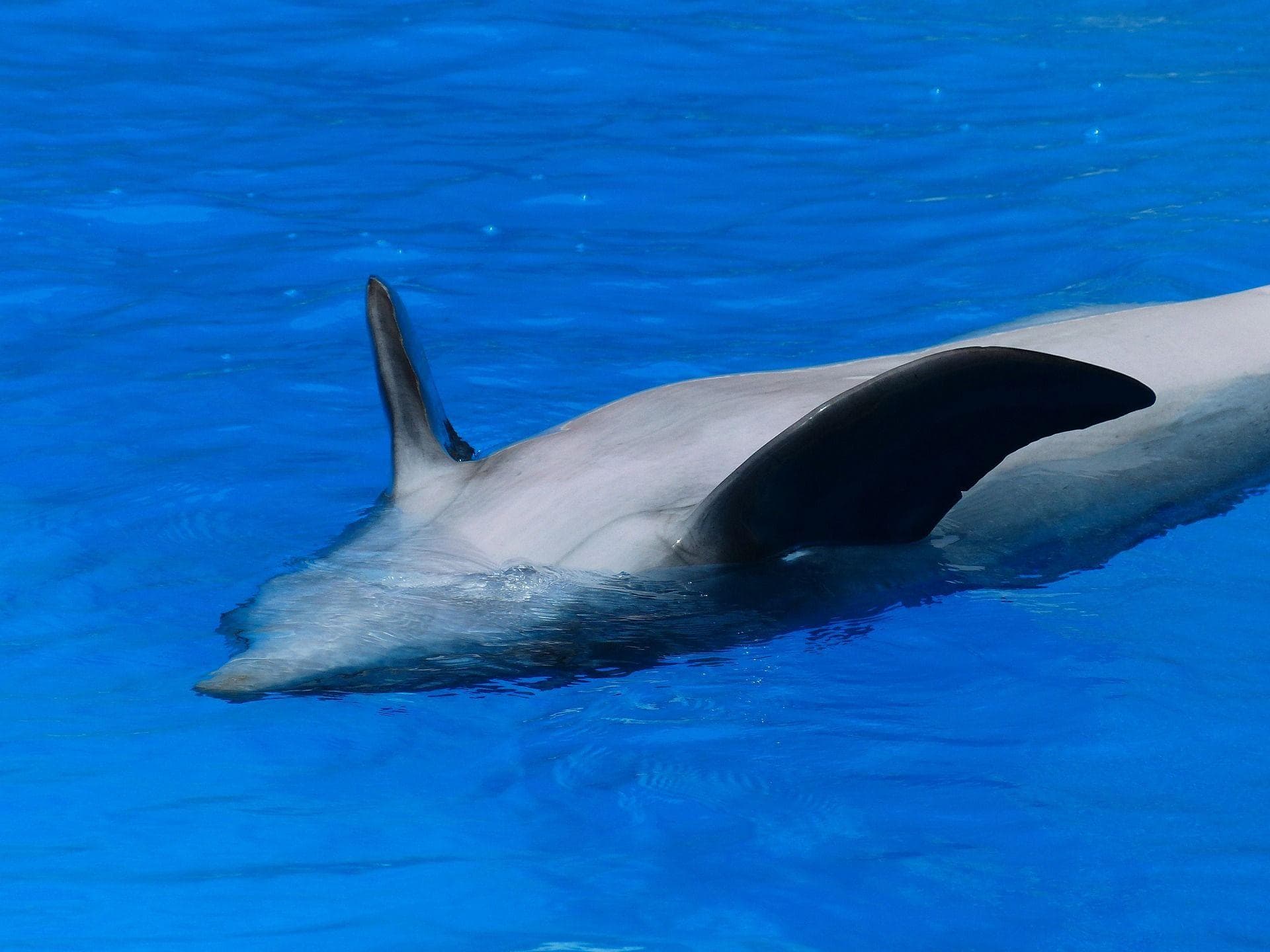 Dark, Disturbing Facts About Dolphins