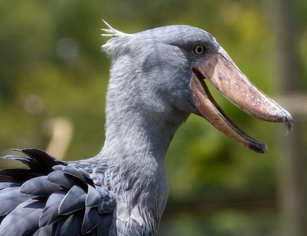 10 Terrifying Facts About the Shoebill Bird