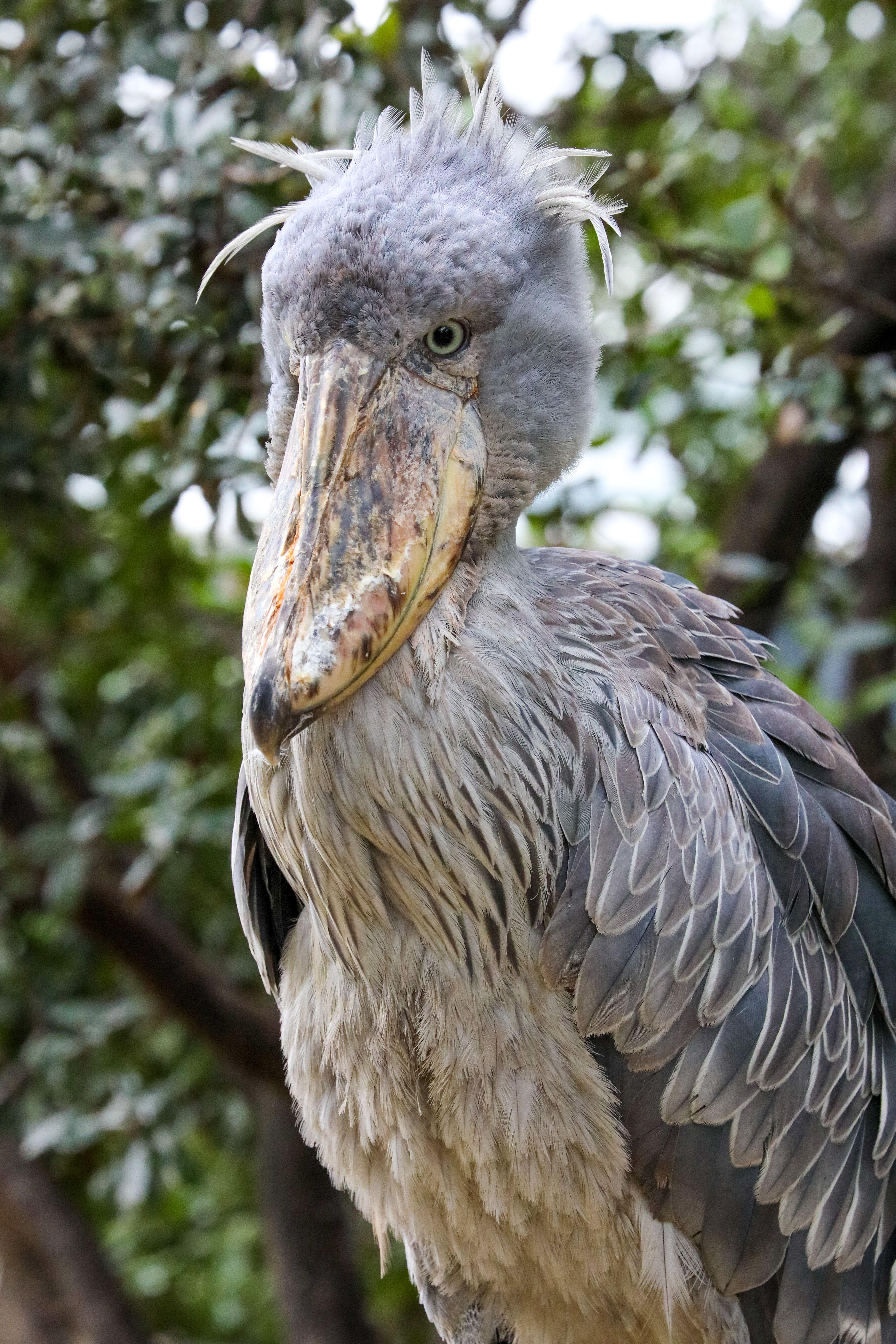 10 Terrifying Facts About the Shoebill Bird
