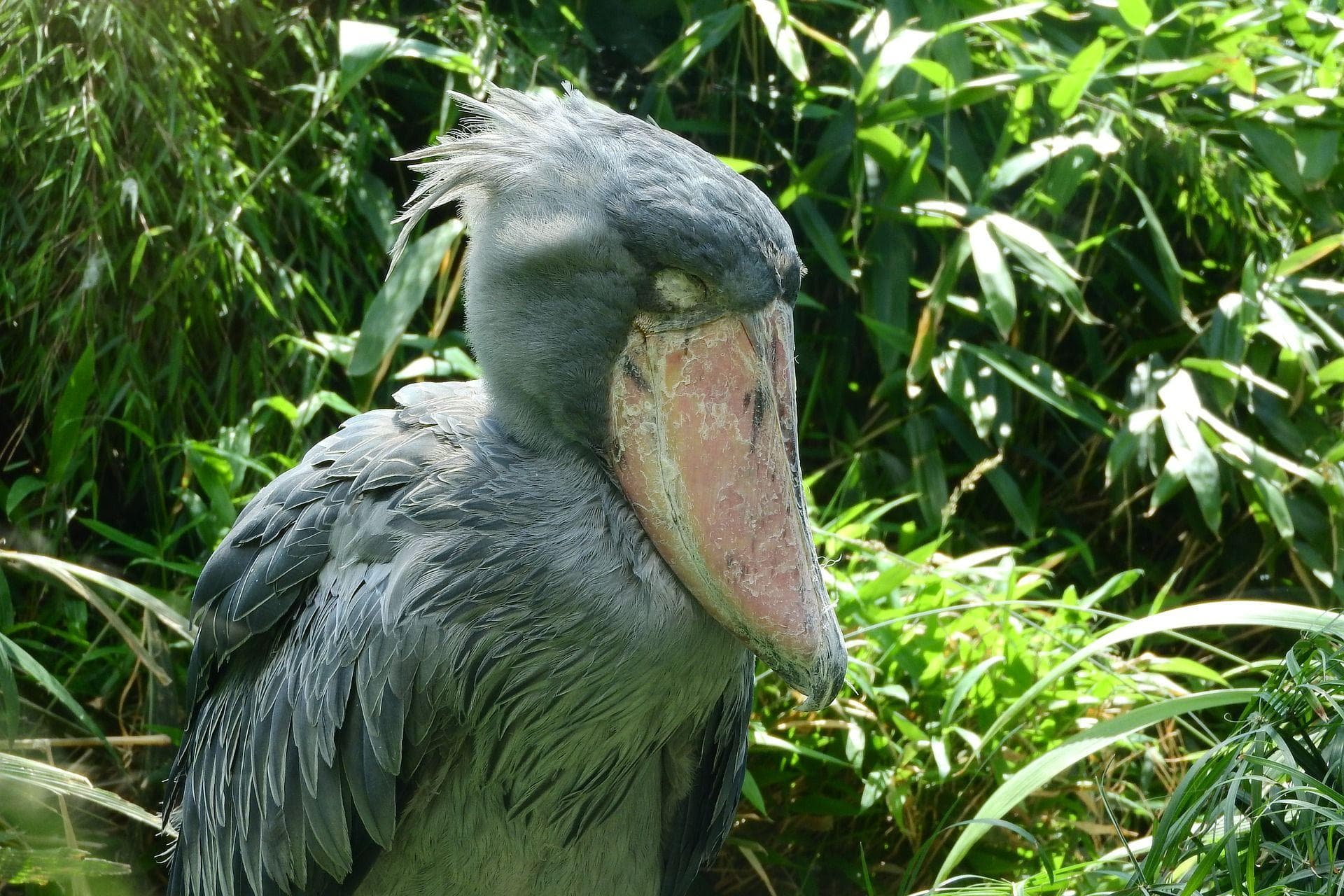 10 Terrifying Facts About the Shoebill Bird