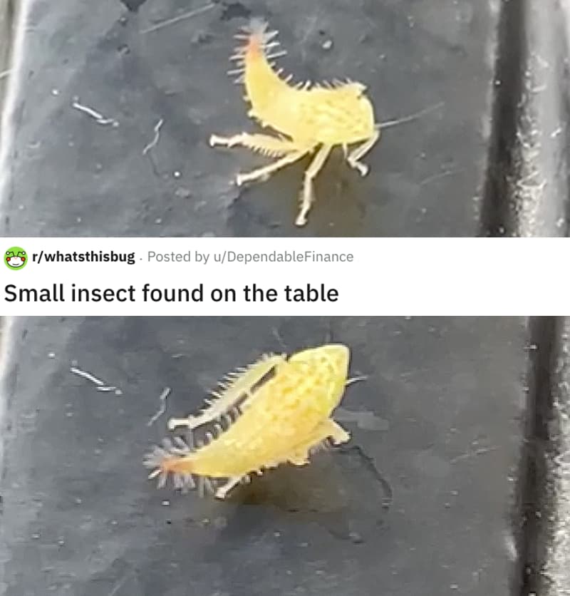 People Are Asking For Help Identifying Strange Insects, And Now We Have ...