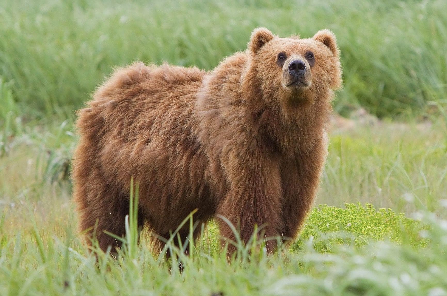 The Most Frightening Man-Eating Animals