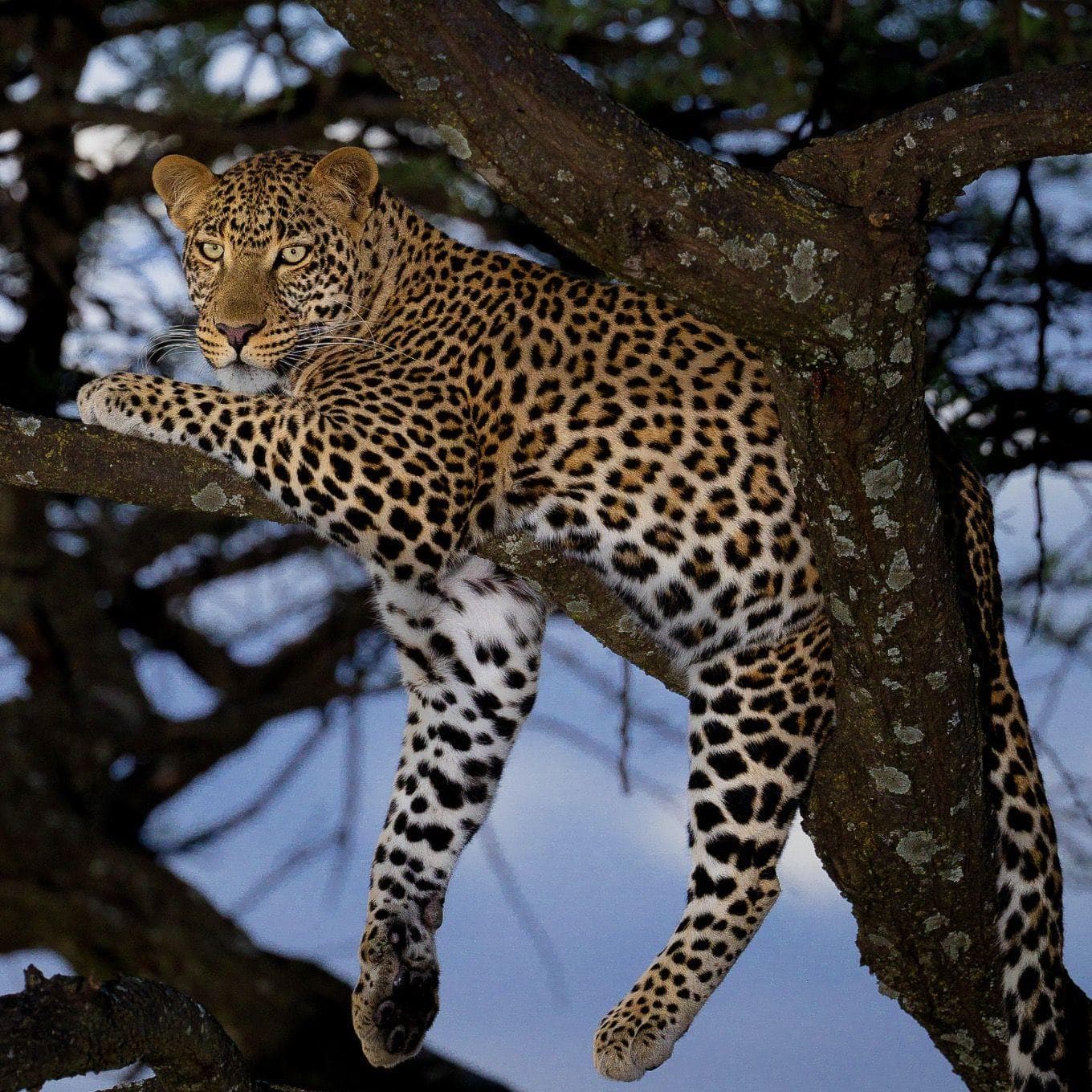 The Most Frightening Man-Eating Animals