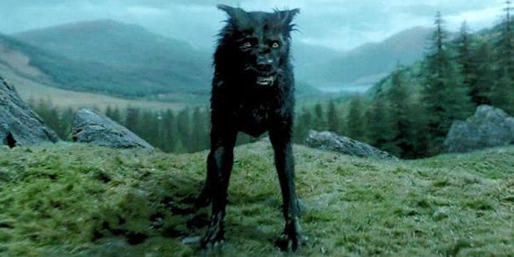 Things You Didn't Know About The Rules Of Magic In The Wizarding World