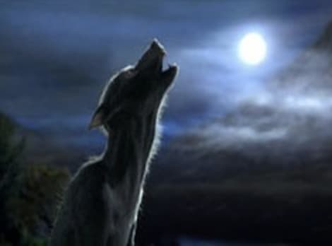 Fans Are Sharing Obscure 'Harry Potter' Lore About Werewolves
