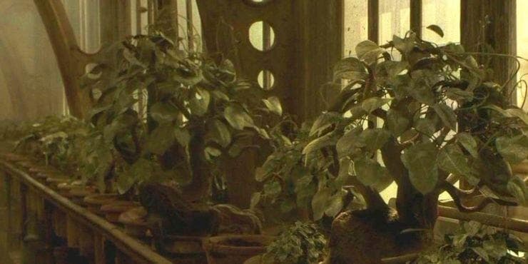 Things You Didn't Know About Magical Plants In The Wizarding World
