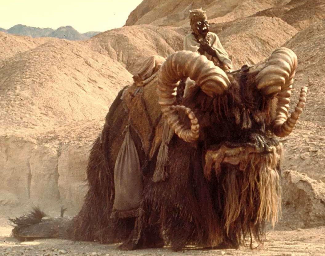 Things You Didn't Know About 'Star Wars' Creatures