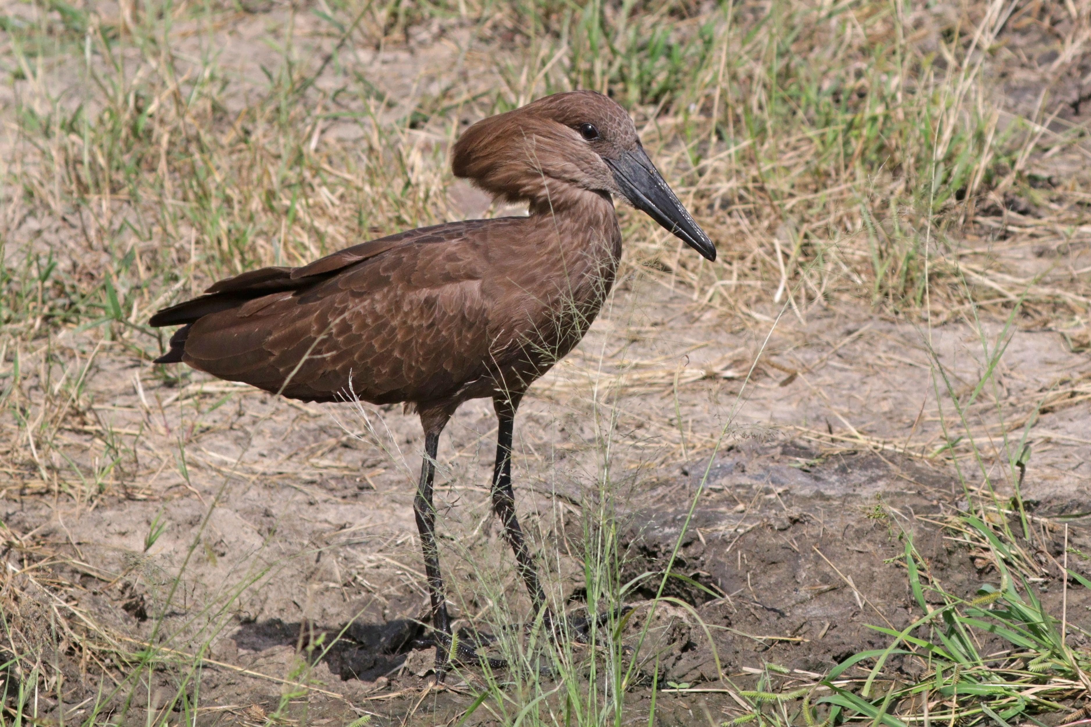 What Vampires Look Like Around The World