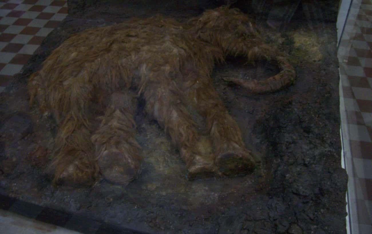 Photos Of Mummies We Just Saw This Year That Made Us Say 'Whoa'