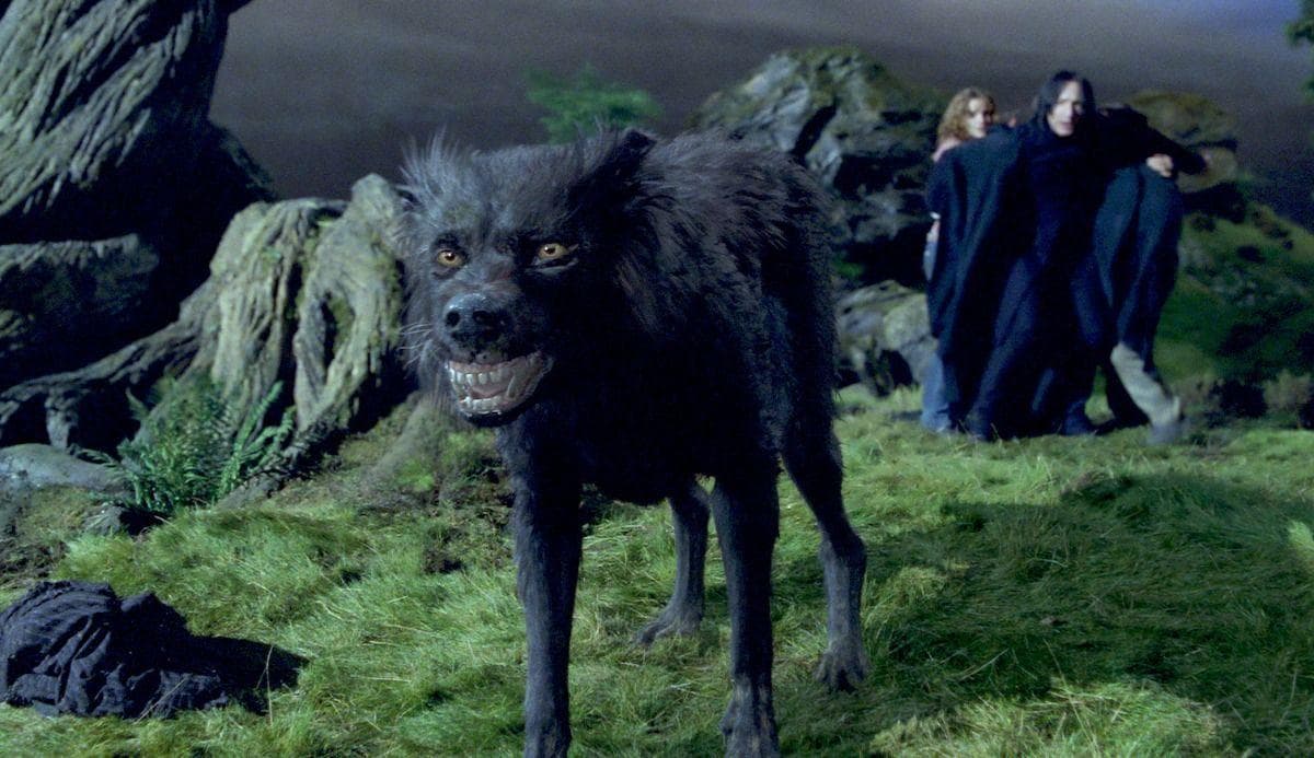 Things You Didn't Know About Animagi