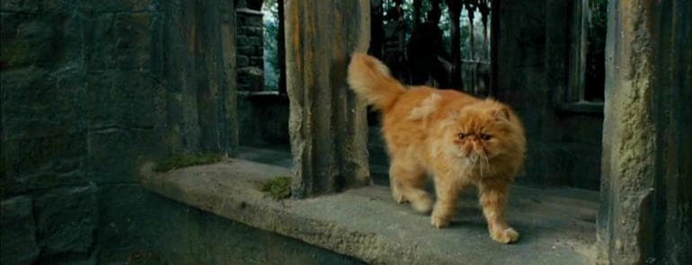 Things You Didn't Know About Animagi