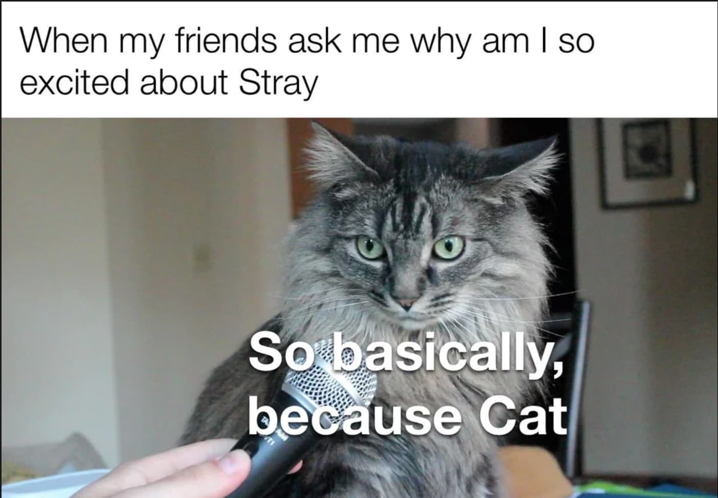 The 26 Funniest 'Stray' Memes Ranked From Best To Worst