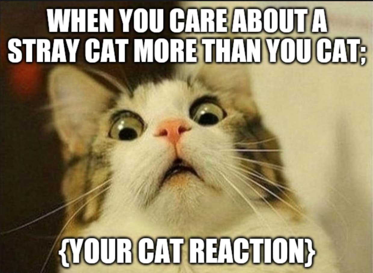 The 26 Funniest 'Stray' Memes Ranked From Best To Worst