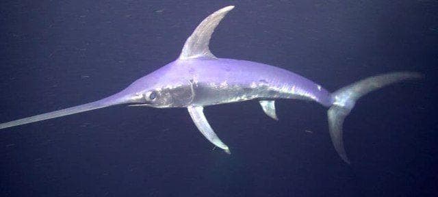 Ranker Readers Are Revealing The Wildest Things They’ve Eaten