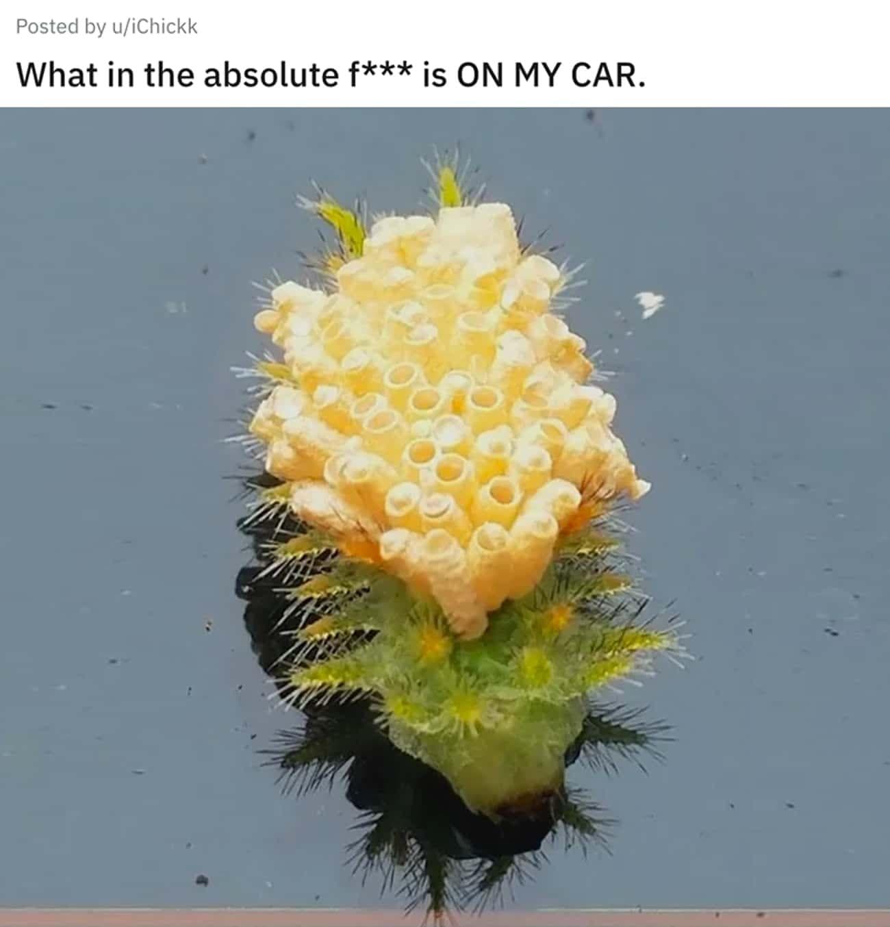 Disturbing Bugs And Sea Creatures Found In The Wild