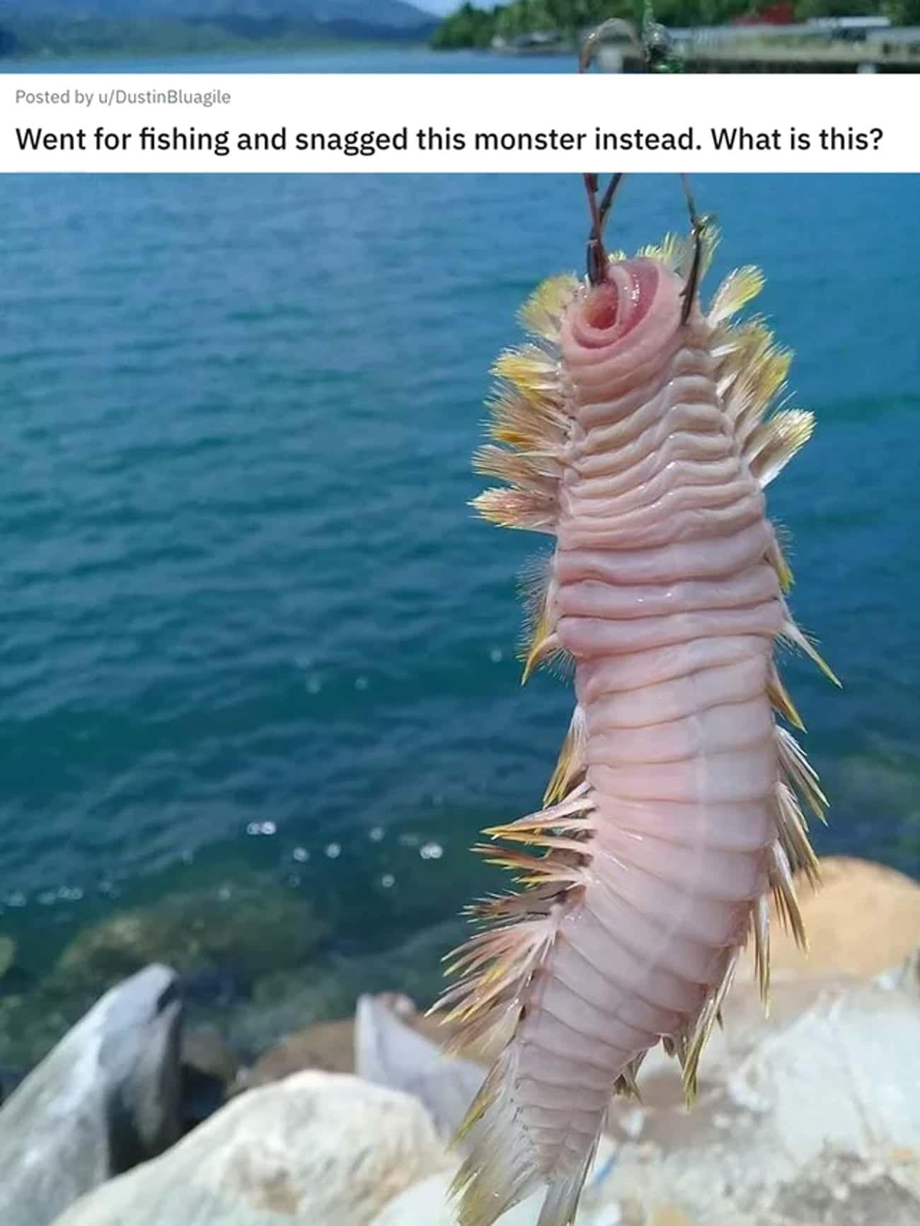 Disturbing Bugs And Sea Creatures Found In The Wild