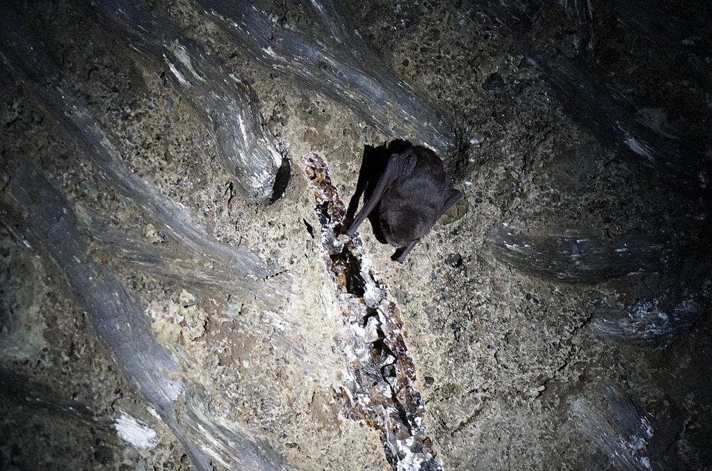 Kitum Cave Is Possibly One Of The Most Dangerous Places On Earth