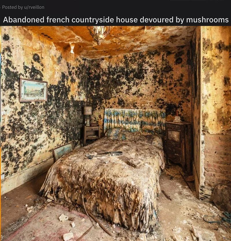 Very Creepy (Yet Very Real) Fungi, Spores, And Molds That Give 'The ...