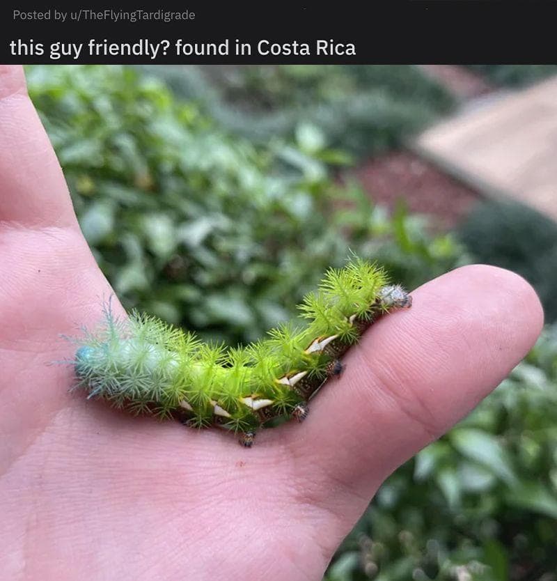 Disturbing Bugs And Sea Creatures Found In The Wild