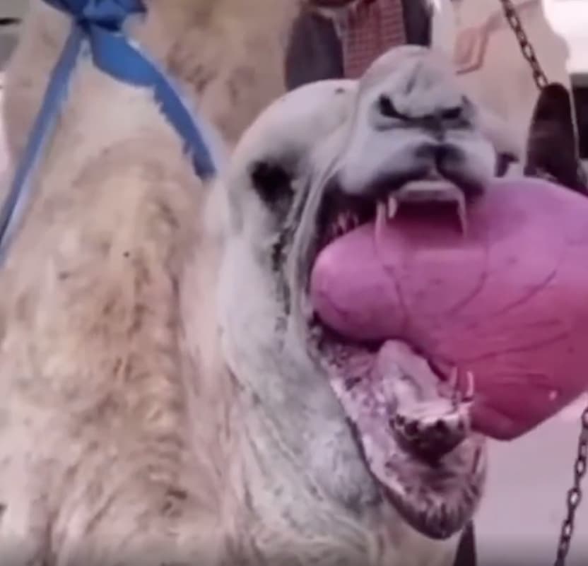 20 Deeply Cursed Images We Found This Week That We Wish We Could Unsee