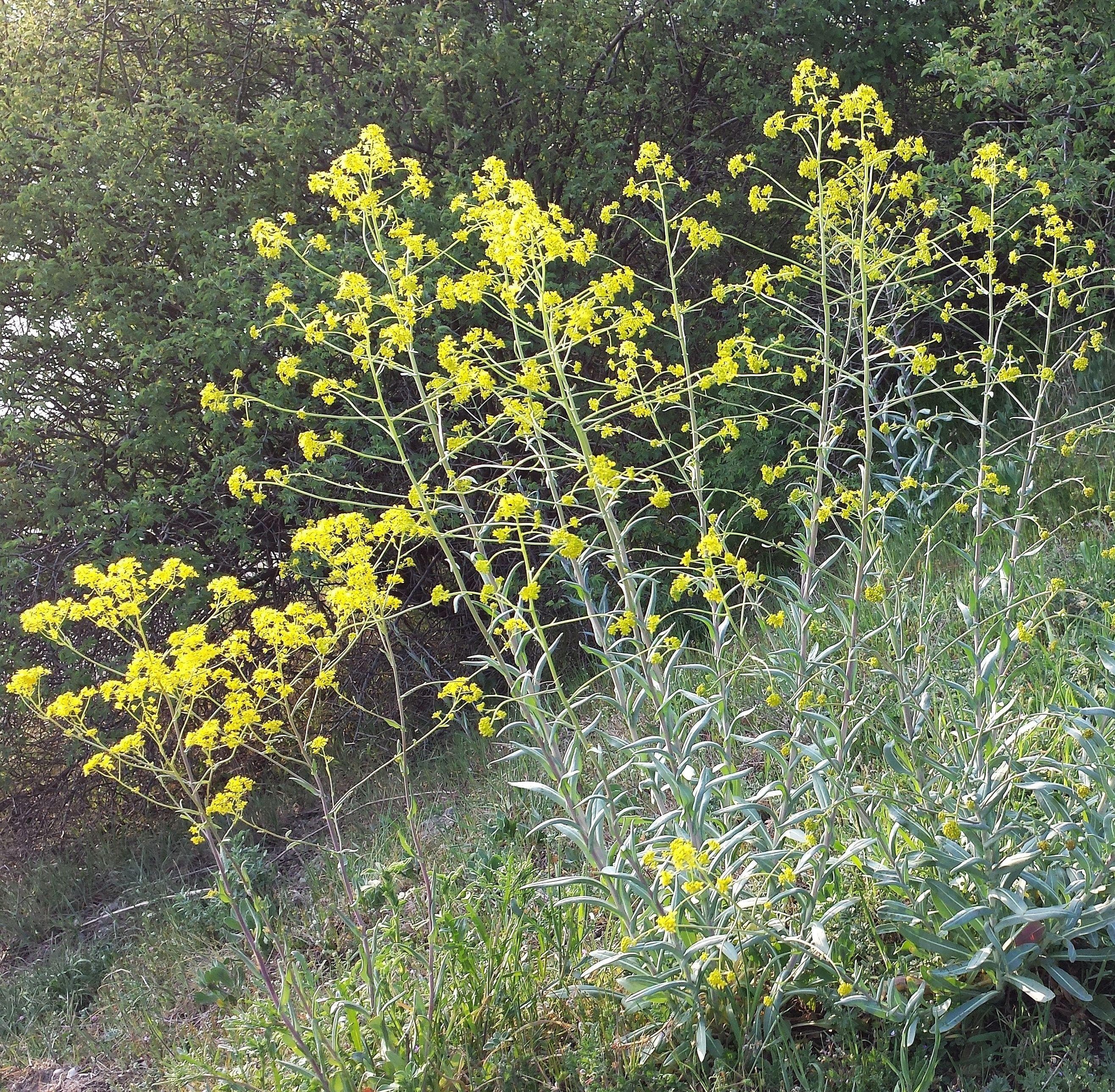 Secrets Of Ethnobotany, Revealed