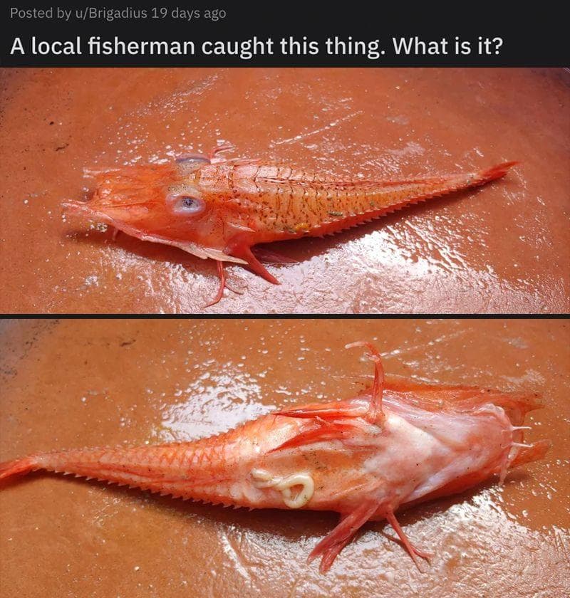 Disturbing Bugs And Sea Creatures Found In The Wild