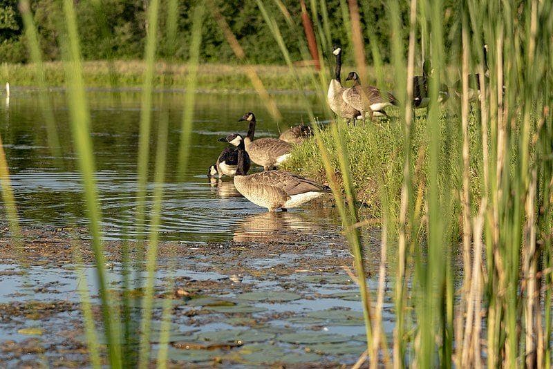 History And Myth: A Guide To 'The Twelve Days Of Christmas'