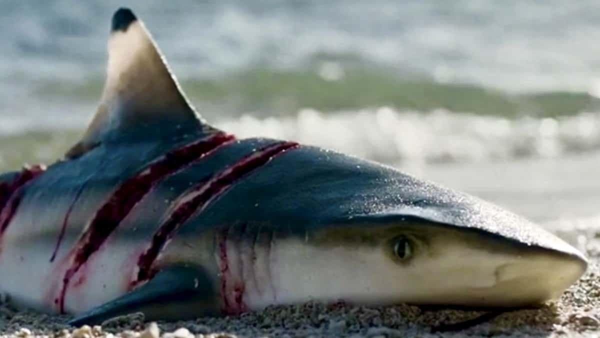 Underrated Movies About Sea Monsters