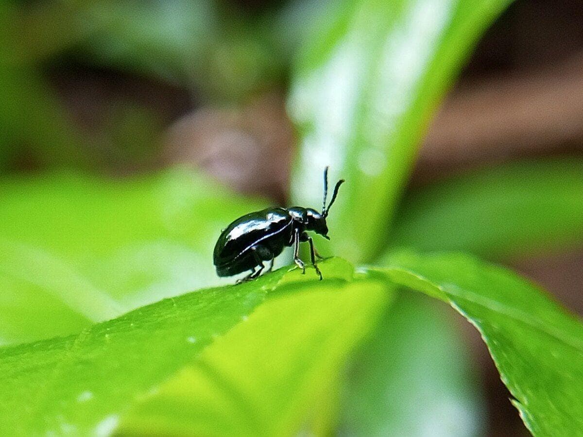 Origins Of Insect-Inspired Phrases