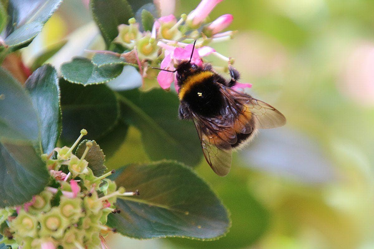 Origins Of Insect-Inspired Phrases