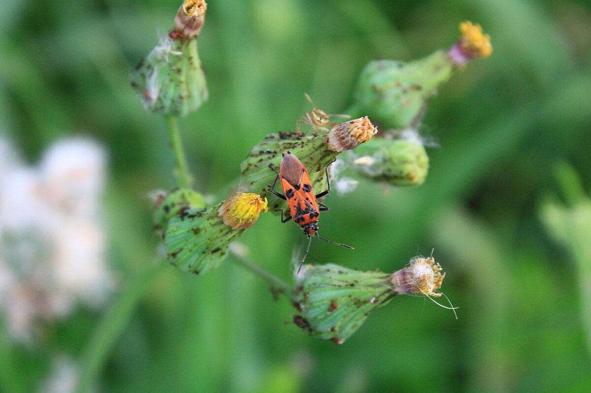 Origins Of Insect-Inspired Phrases