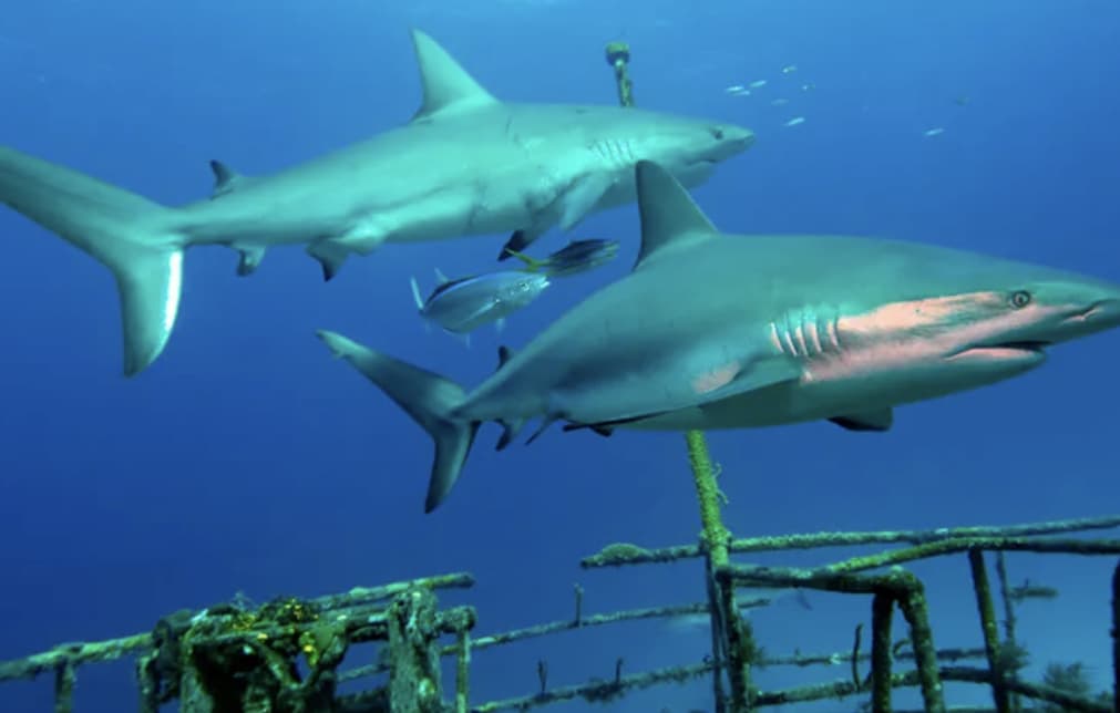 The 15 Best Documentaries For Kids, Ranked