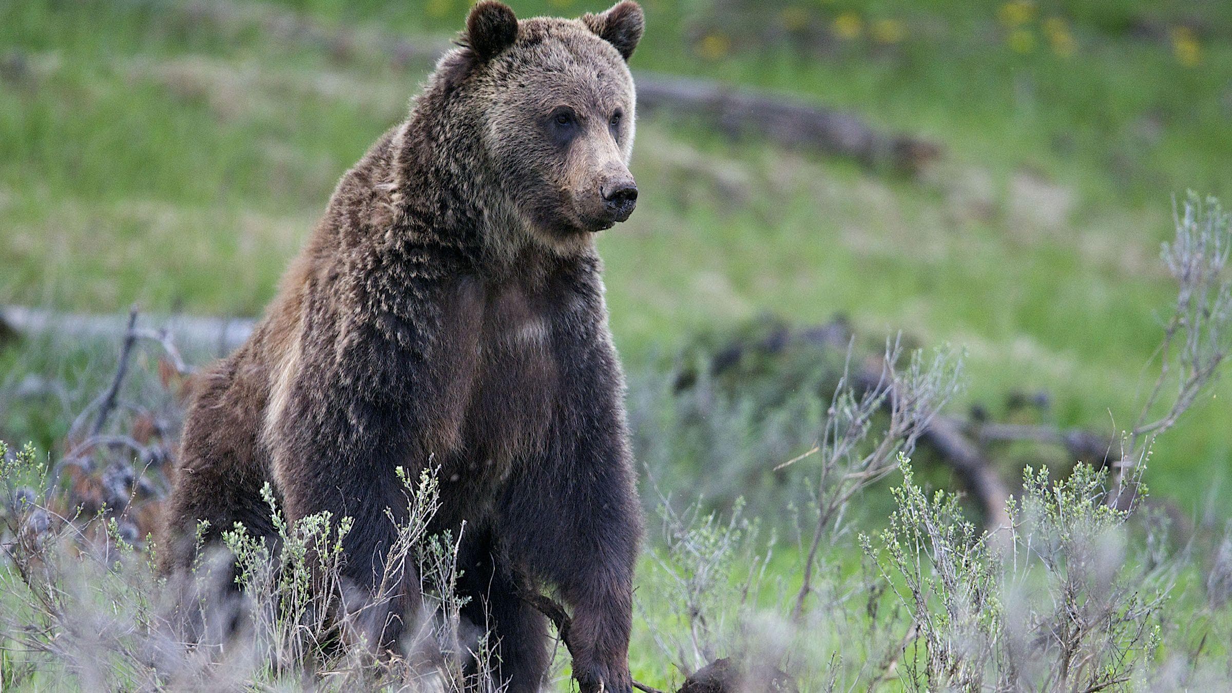 The 15 Best National Geographic Documentaries, Ranked