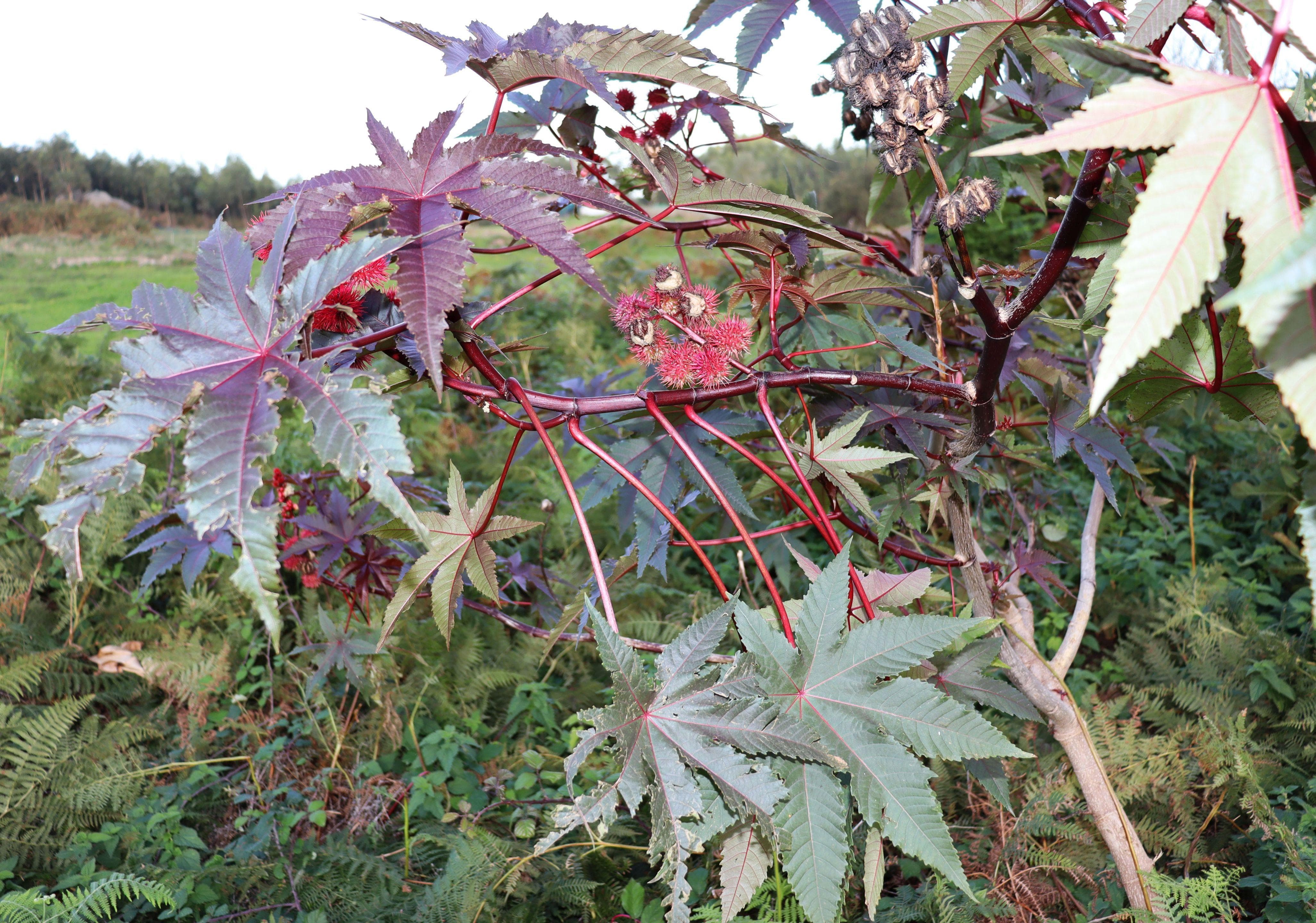 The 15 Most Dangerous Plants in the World, Ranked