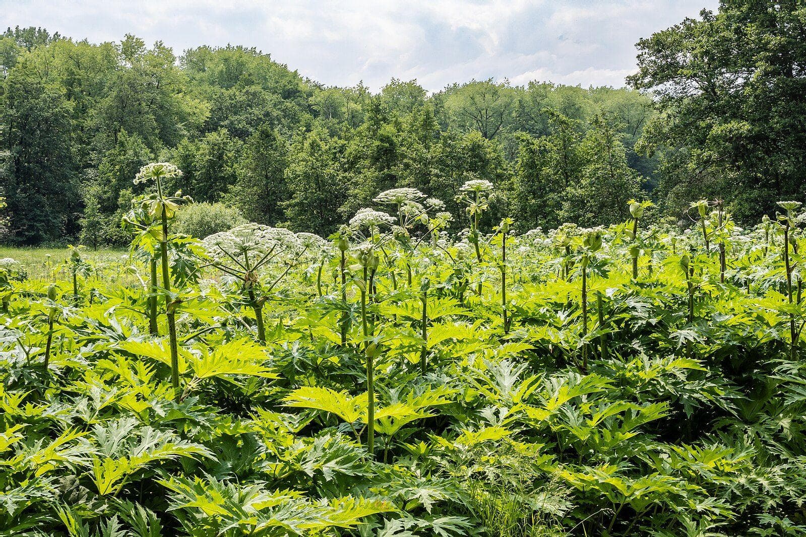 The 15 Most Dangerous Plants in the World, Ranked