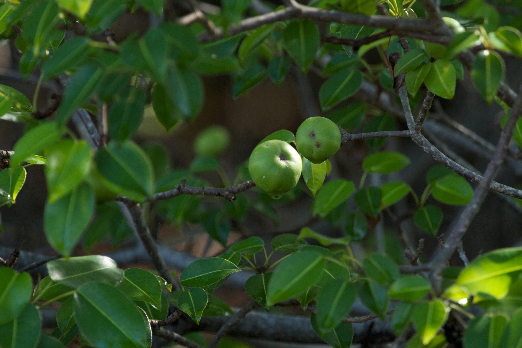 The 15 Most Dangerous Plants in the World, Ranked