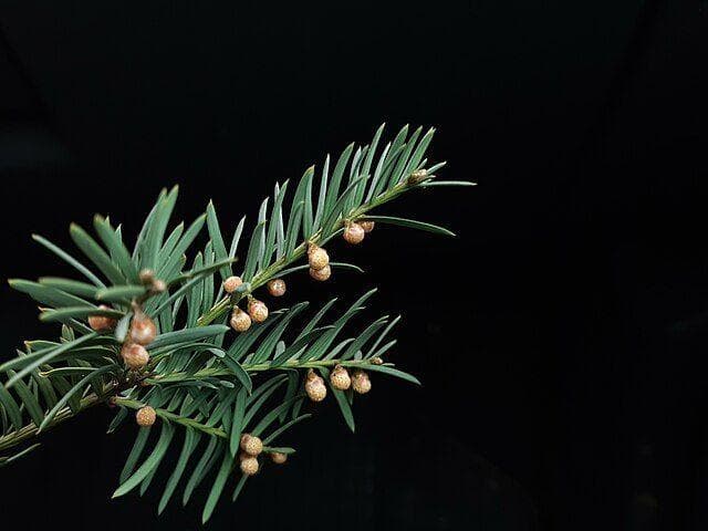 The 15 Most Dangerous Plants in the World, Ranked