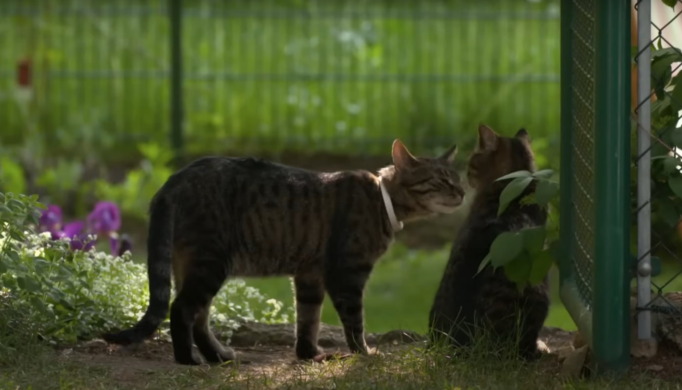 The 15 Best Cat Documentaries, Ranked By Viewers