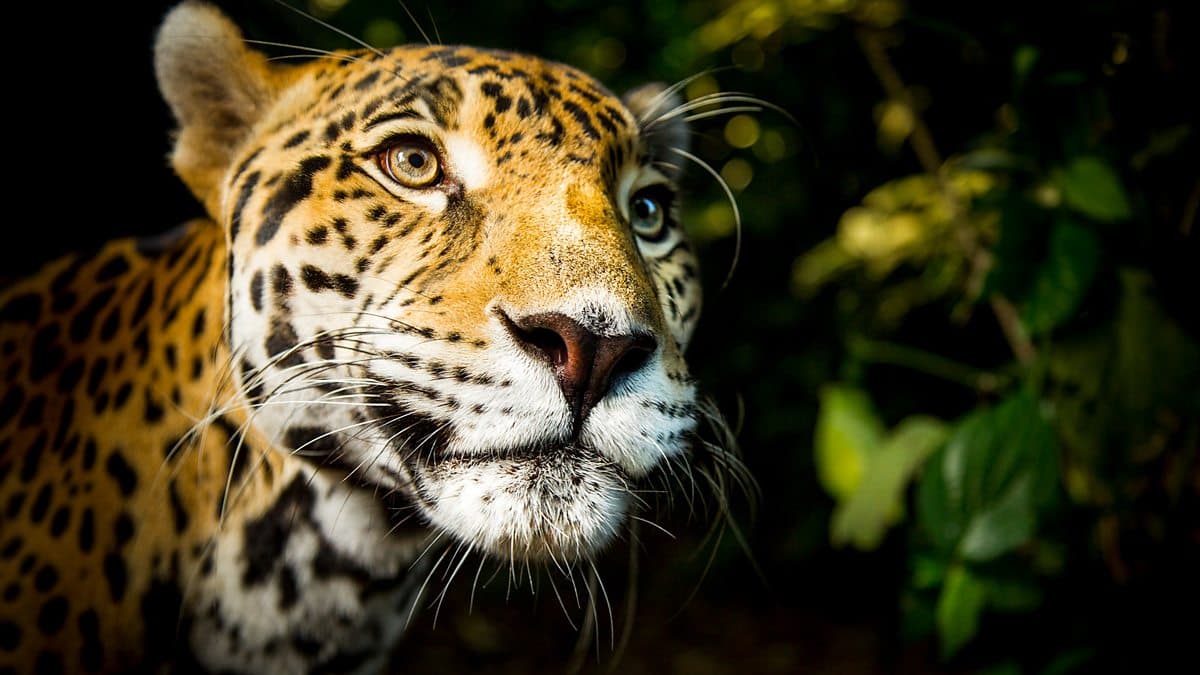 The 15 Best Cat Documentaries, Ranked By Viewers