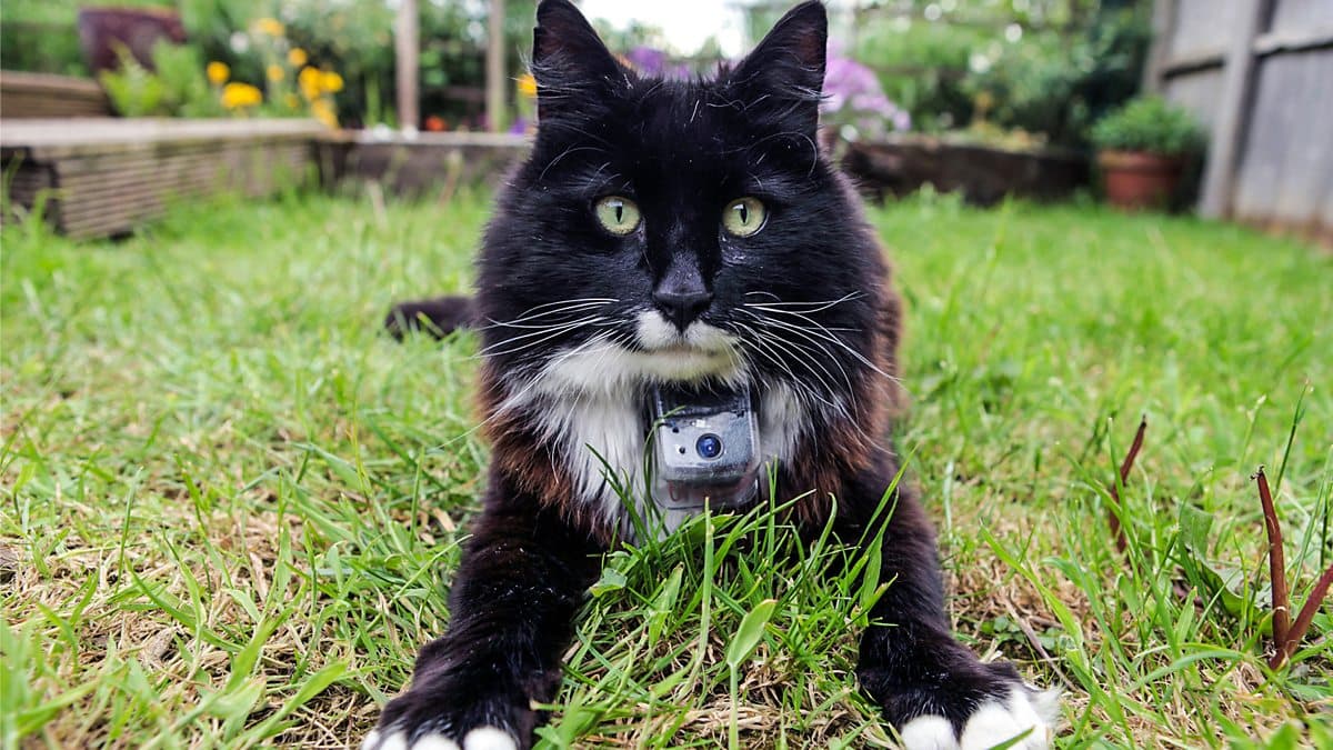 The 15 Best Cat Documentaries, Ranked By Viewers