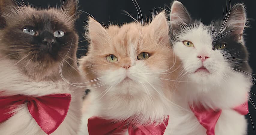 The 15 Best Cat Documentaries, Ranked By Viewers