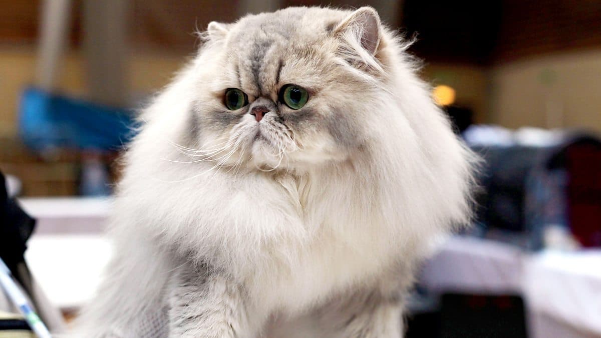 The 15 Best Cat Documentaries, Ranked By Viewers